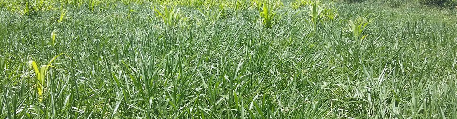 Cayman - Esseeds - EN