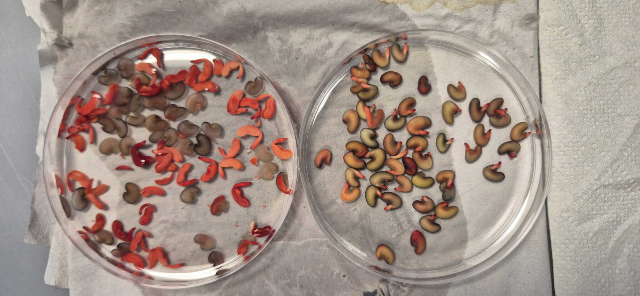 Tetrazolium Analysis: Rapid Assessment of Seed Viability - Esseeds - 1